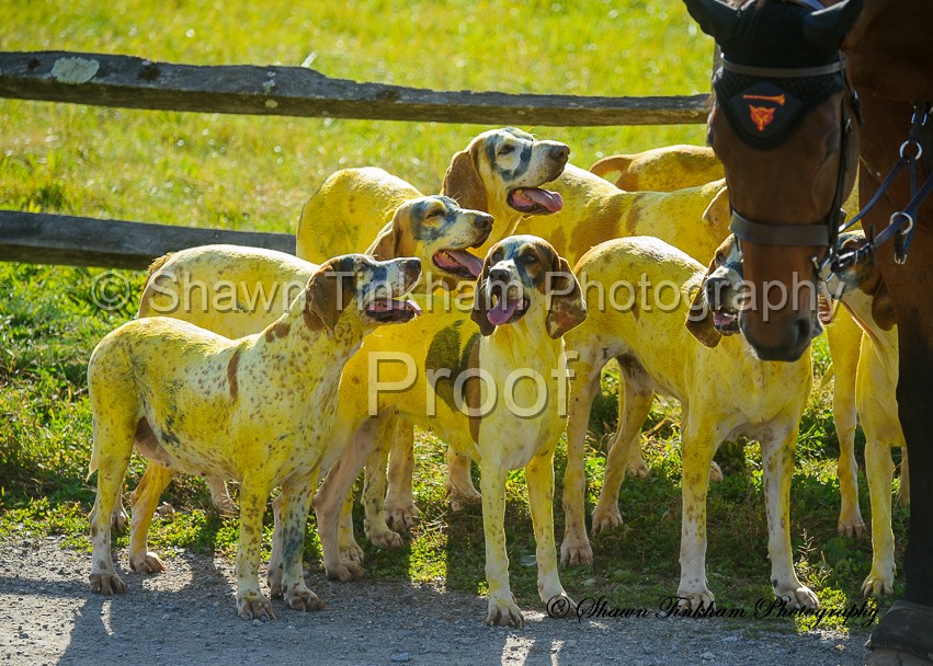 Oct 25 Junior Halloween Hunt - Event Proofs - 2023 - Myopia Hunt ...